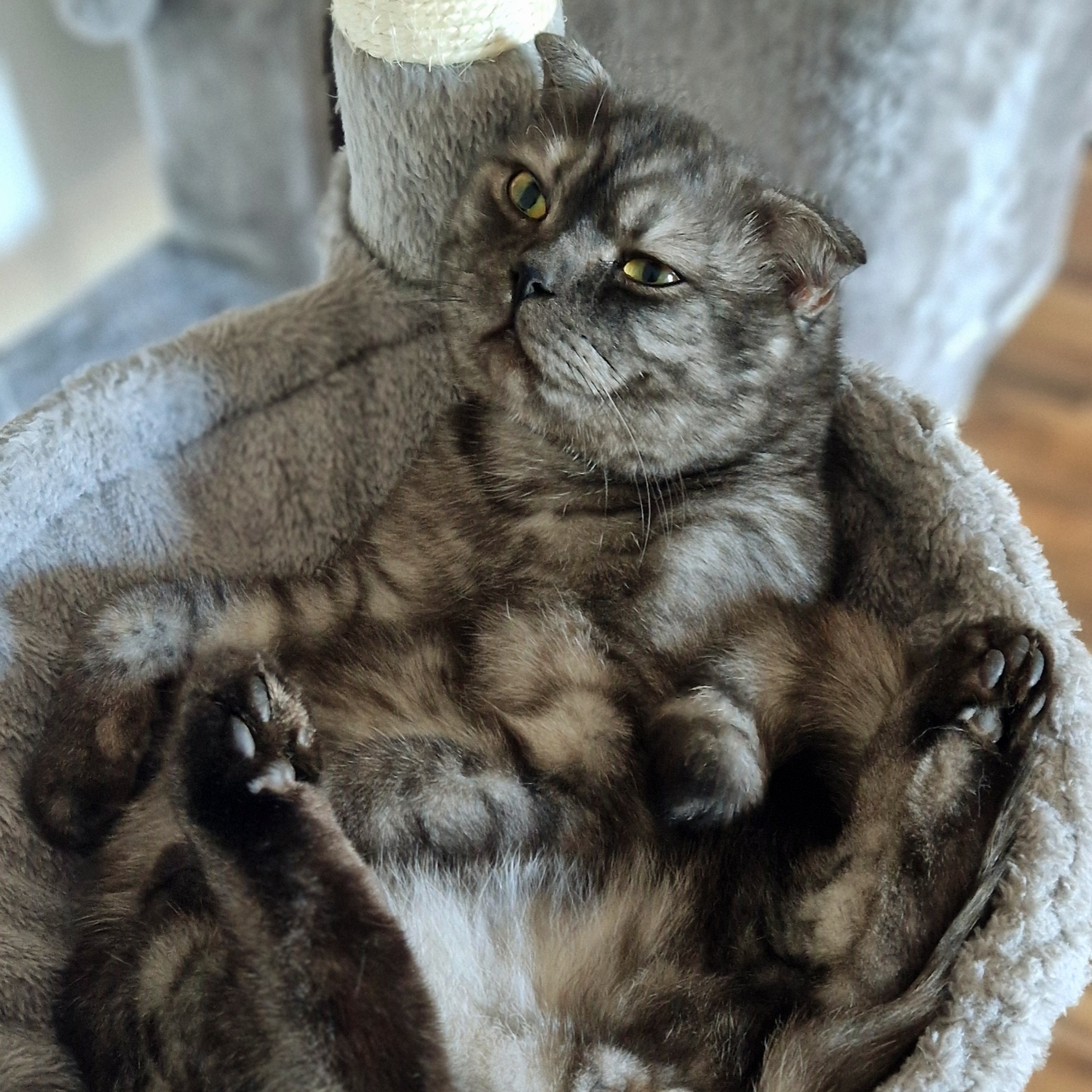 sleeping cat cinematic AI Images | BasedLabs